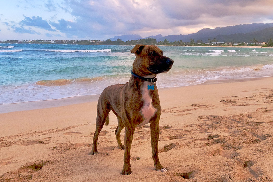 Aggressive Dog Training Honolulu | Sunshine Dogs Hawaii